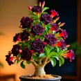 Desert Rose For Planting-Easy Planting-Perennial-Gardens Decoration ...