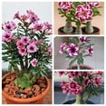 Desert Rose For Planting-Easy to Grow, Various Color Desert Rose ...