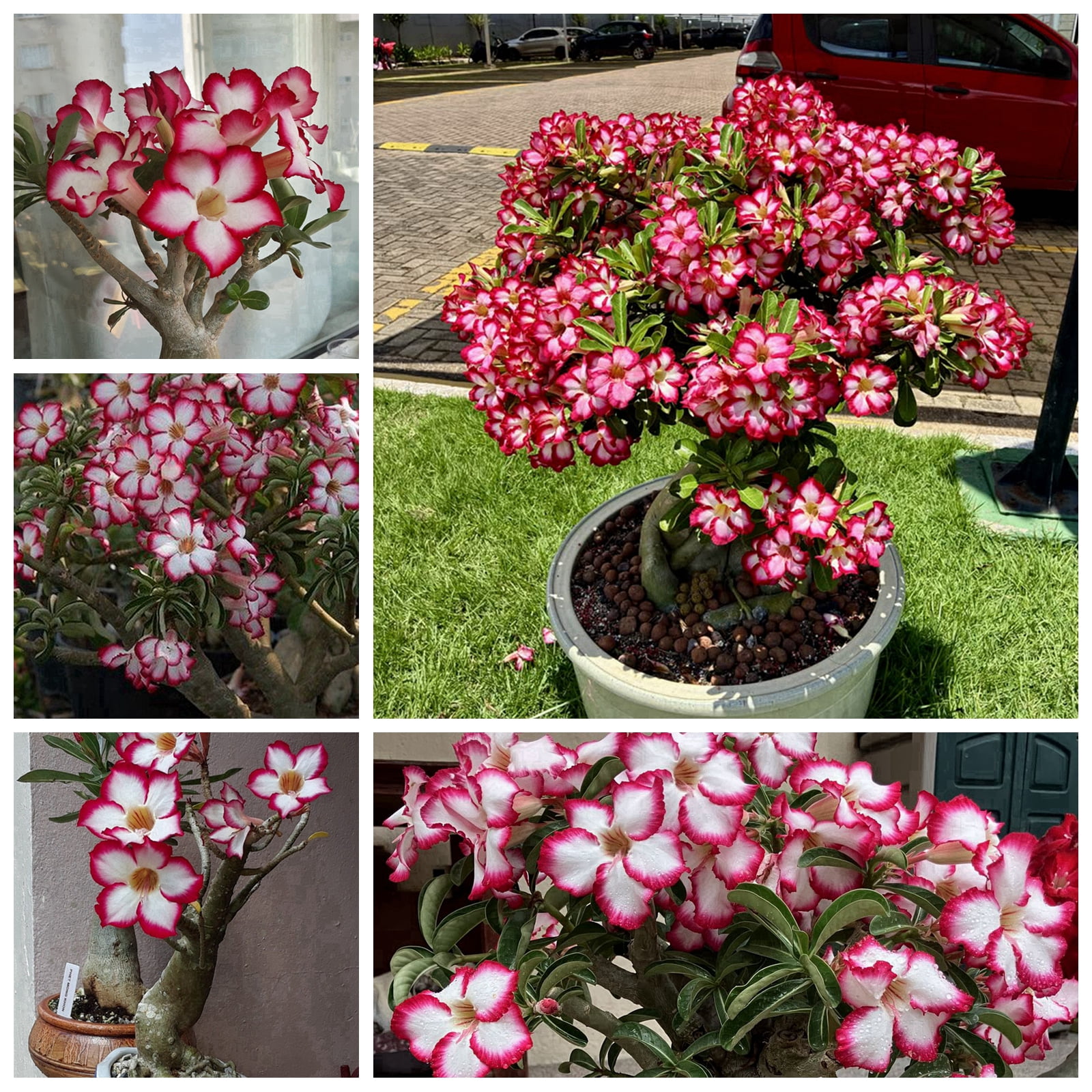 Desert Rose For Planting-Easy to Grow, Various Color Desert Rose ...