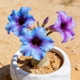Desert Rose For Planting-Exquisite Variegated Blossoms-Natural Accent ...