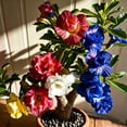 Desert Rose For Planting-Exquisite Variegated Blossoms-Natural Accent ...