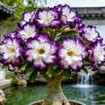 Desert Rose For Planting-Exquisite Variegated Blossoms-Natural Accent ...