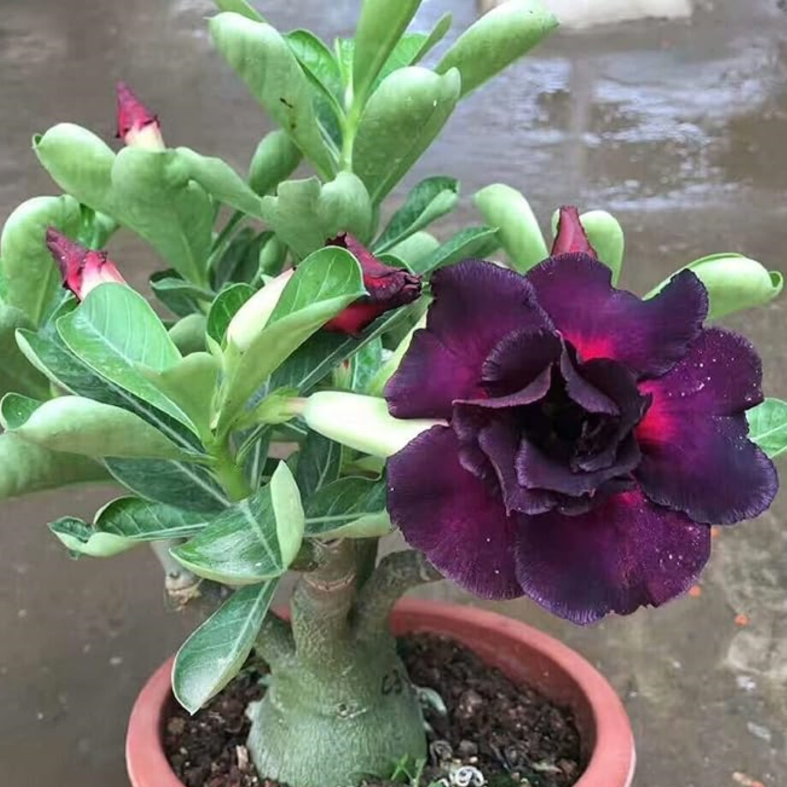 Desert Rose For Sale Surprise to Grow Pots to Grow Fall or Spring ...