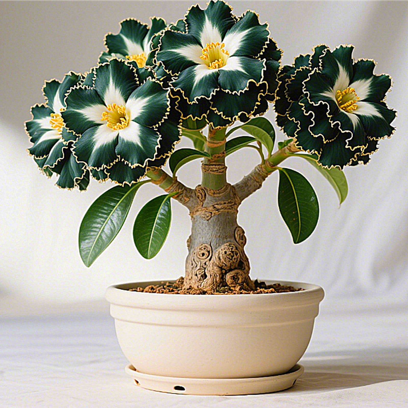 Desert Rose-Garden Ornaments(Desert Rose) Exquisite Ornamental Blooms ...