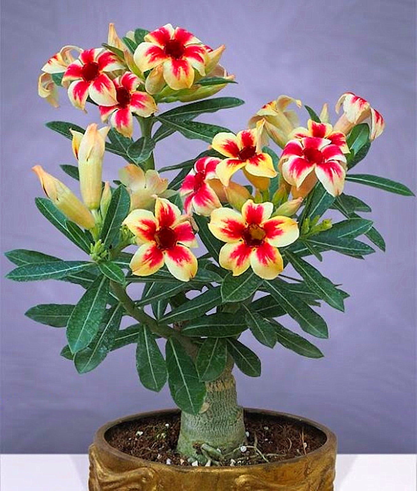 Desert Rose，Indoor or Outdoor(Desert Rose for Planting) Continuously ...