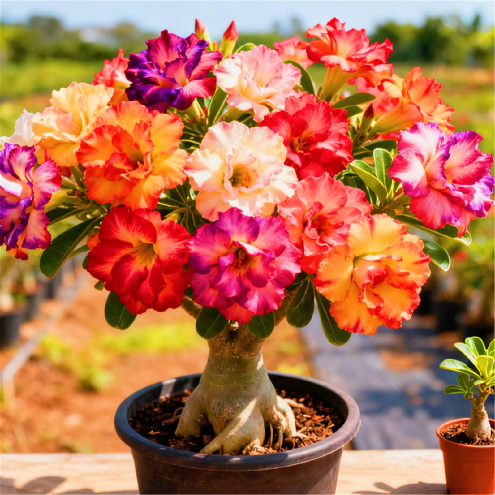 Desert Rose-Non-Artificial-Home Decoration-Premium Garden Stakes ...