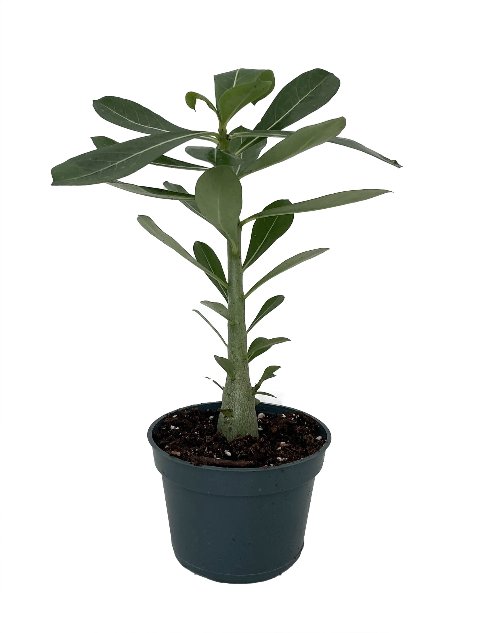 "Live Delivery - Potted Desert Rose Plant - Adenium obesum - Natural ...