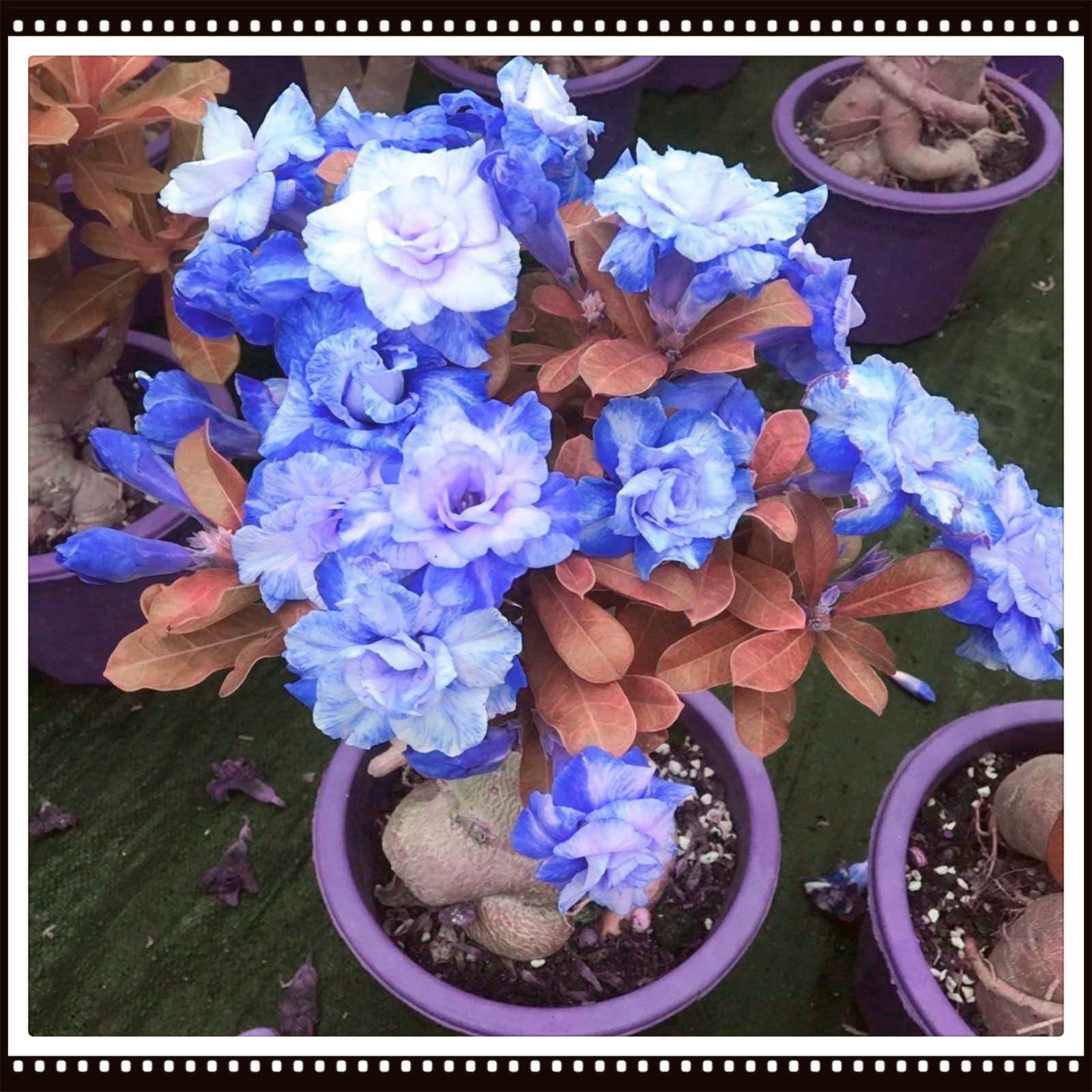 Desert Rose Plant Bulbs - Rare Desert Rose Plant Live(1-5Plants ...