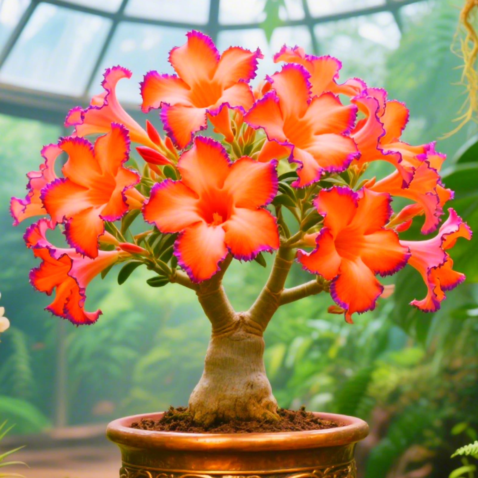 Desert Rose Planting-Fast growth-Beautiful Garden Decoration-Simple to ...