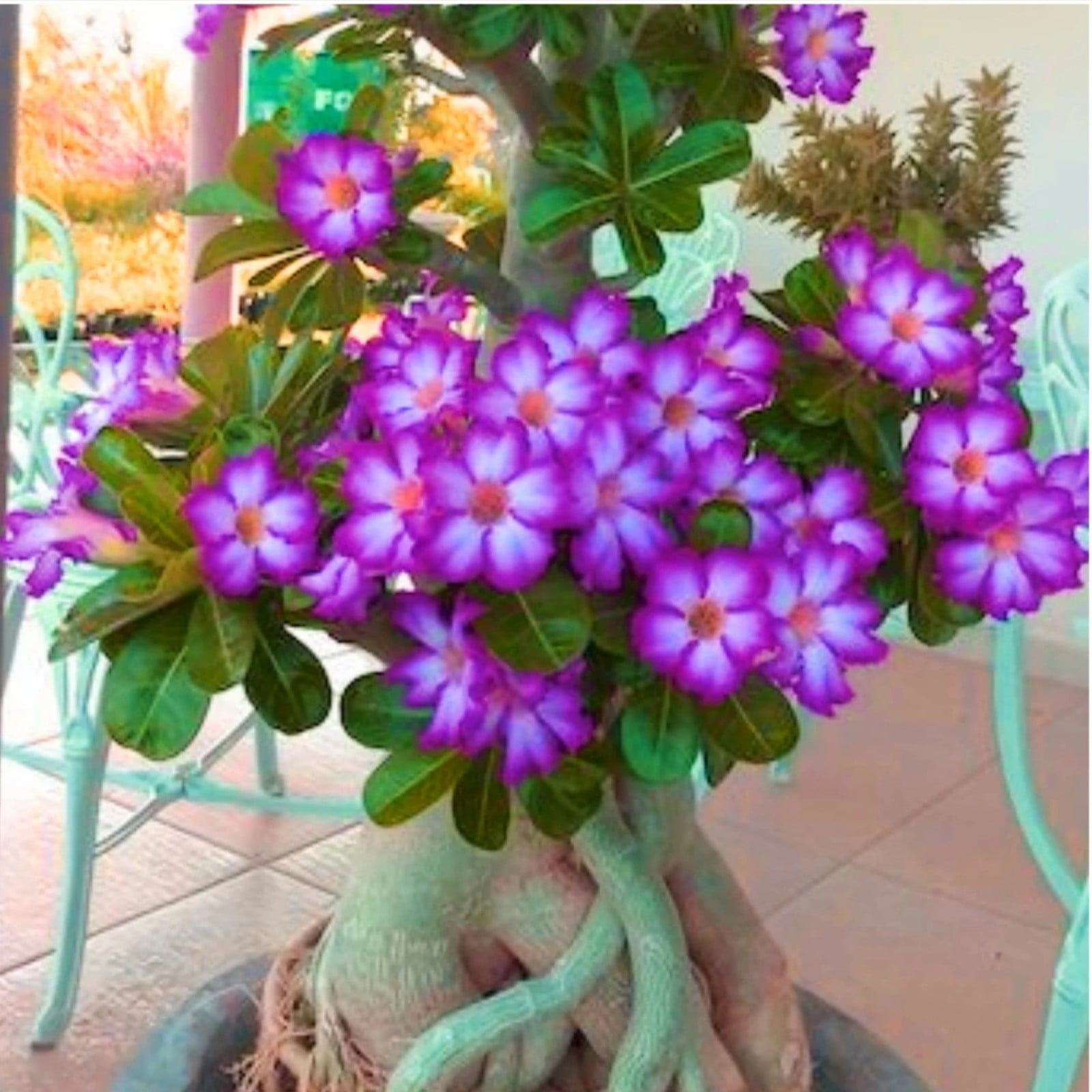 Desert Rose Plants For Sale Live,Classic,Herbaceous Perennials,Adenium ...