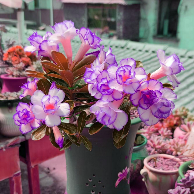 Desert Rose Plants For Sale - Mixed Desert Rose Flower Plant - Double ...