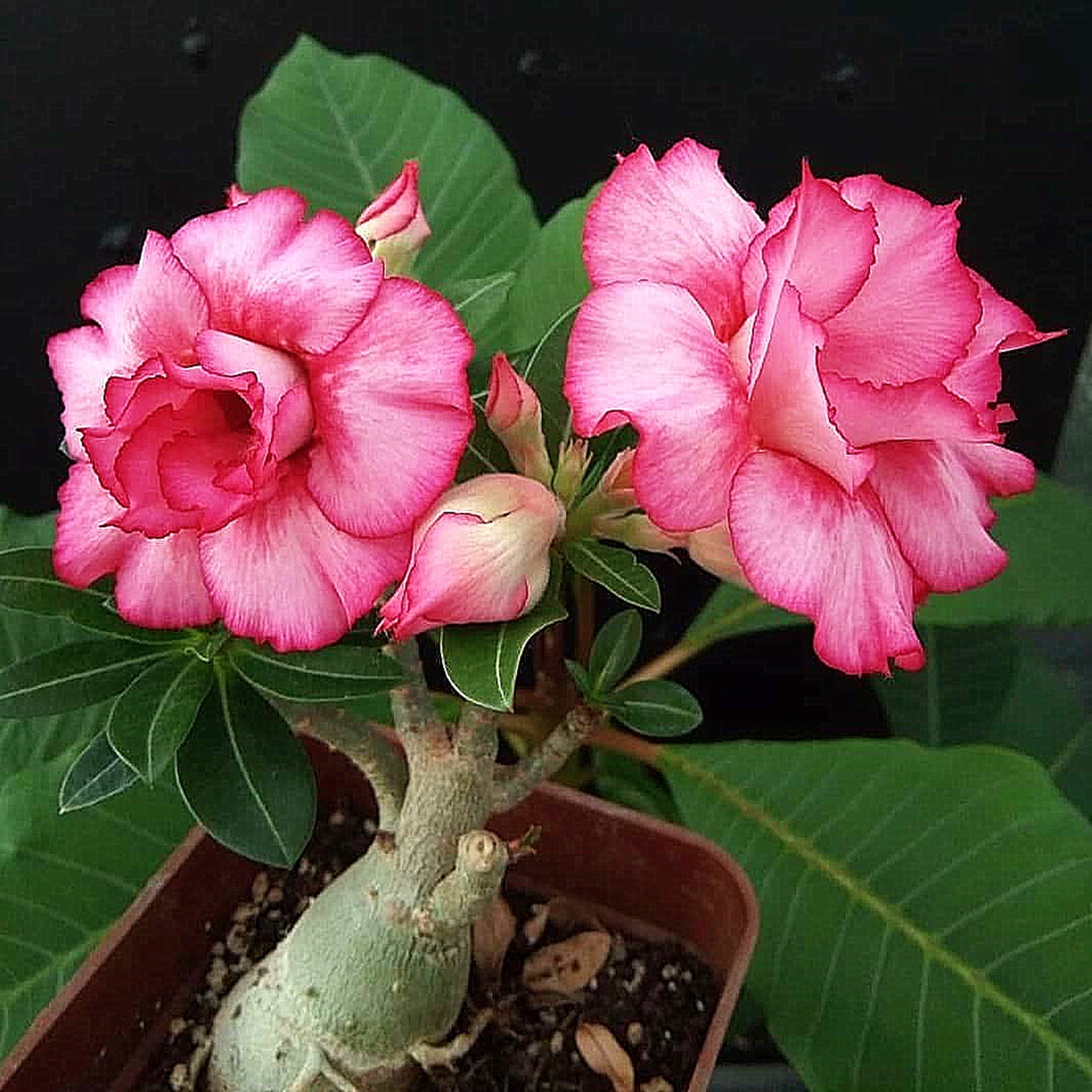 Desert Rose Pots to Grow Fall or Spring Indoor or Outdoor(Desert Rose ...