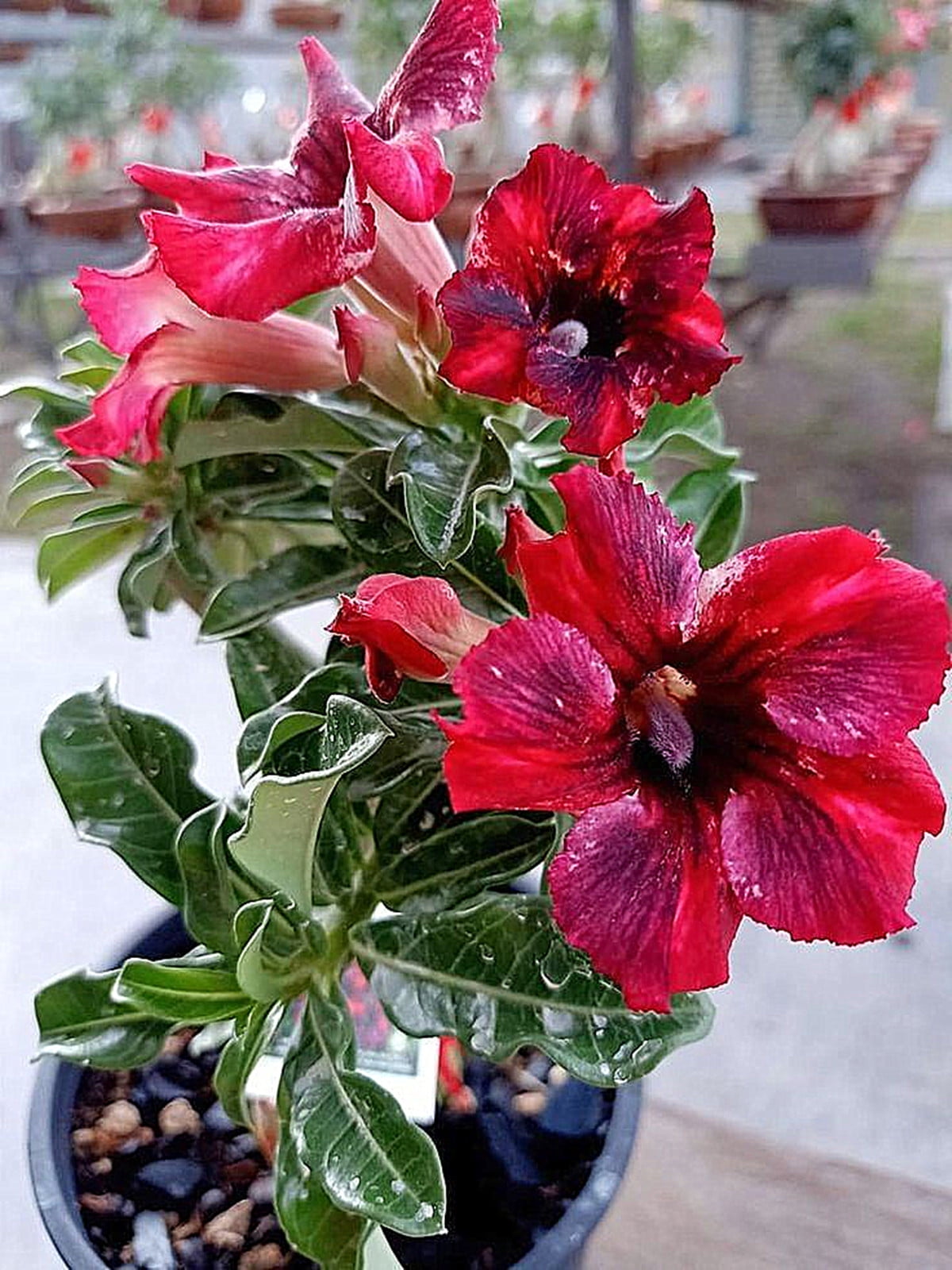 Desert Rose Pots to Grow Fall or Spring Indoor or Outdoor(Desert Rose ...