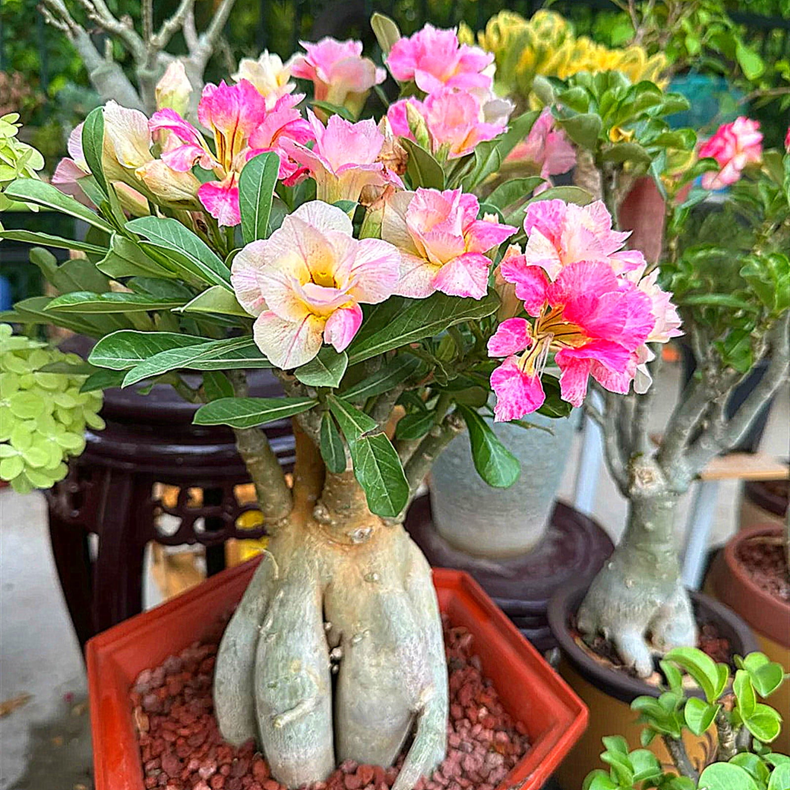 Desert Rose Pots to Grow Fall or Spring Indoor or Outdoor(Desert Rose ...