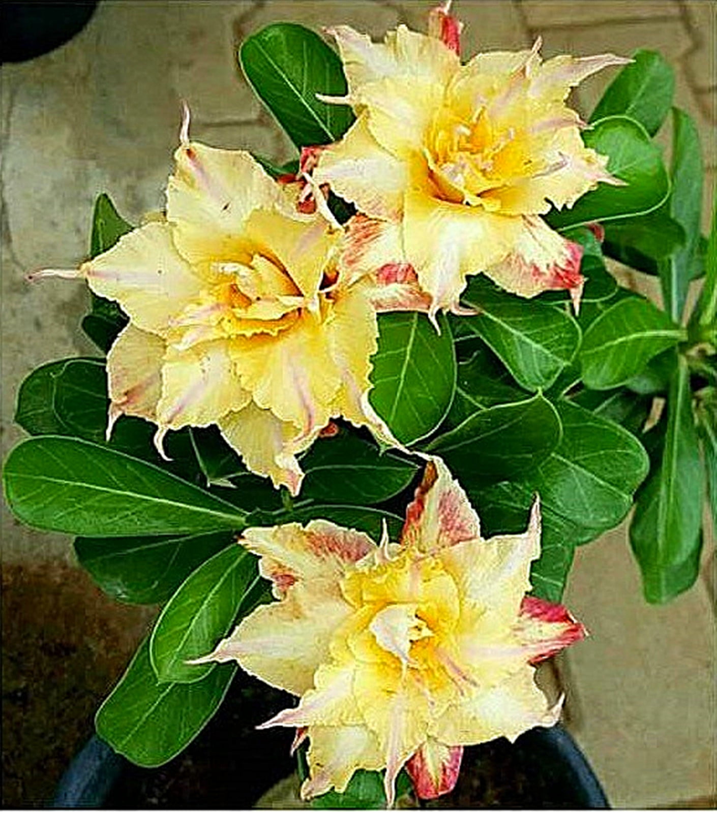 Desert Rose Pots to Grow Fall or Spring Indoor or Outdoor(Desert Rose ...