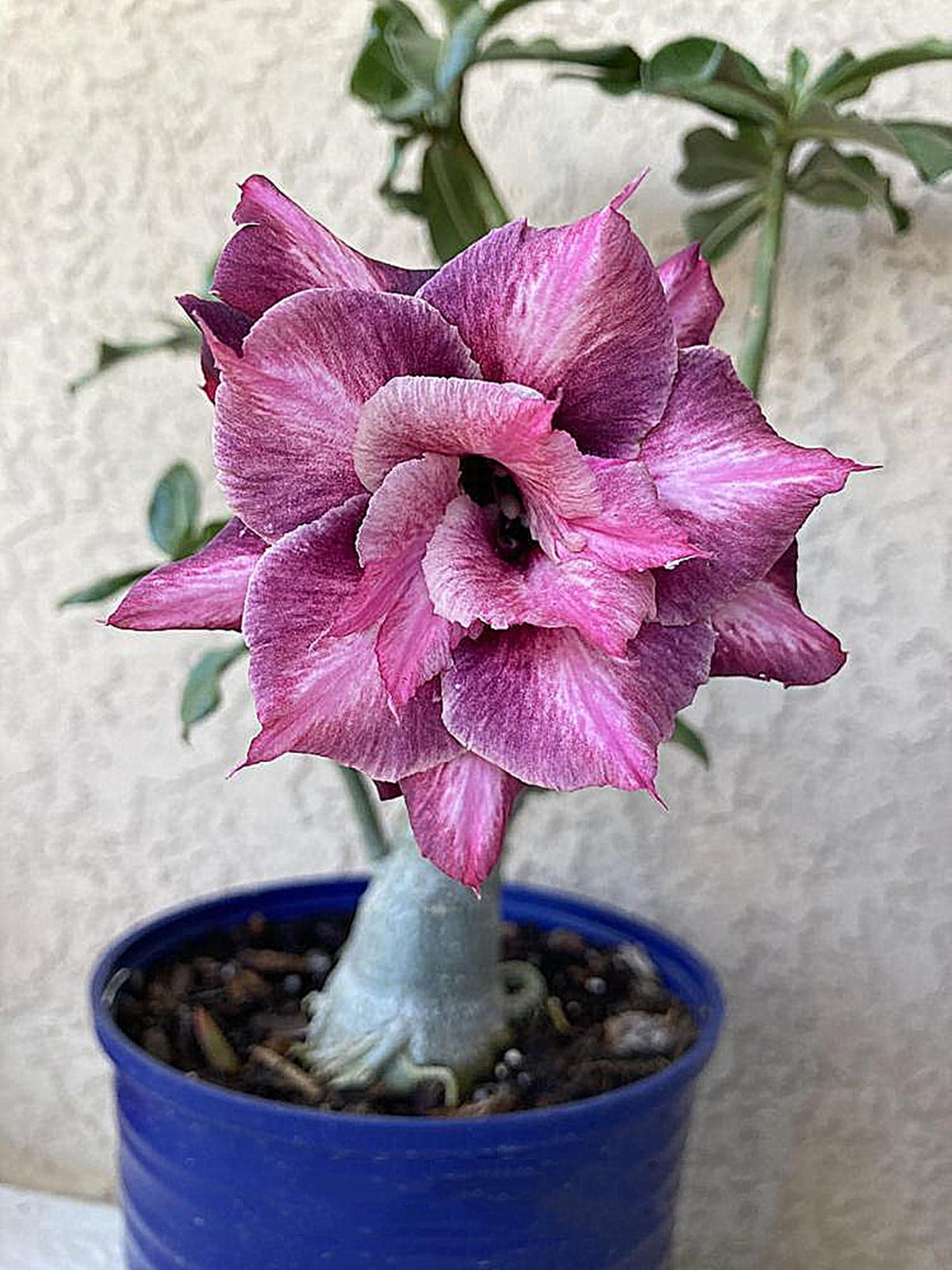 Desert Rose Pots to Grow Fall or Spring Indoor or Outdoor(Desert Rose ...