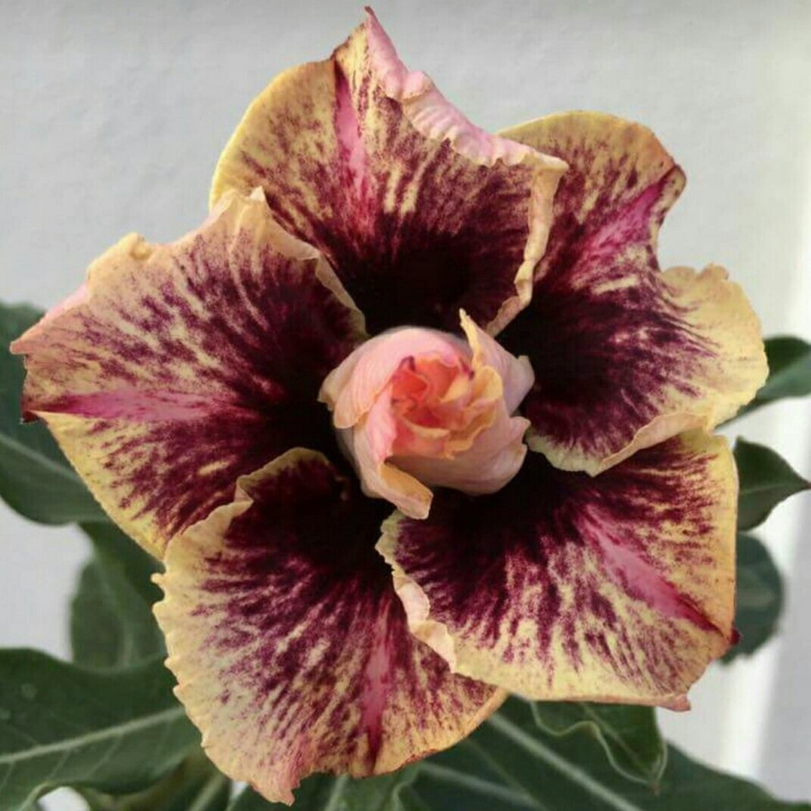Desert Rose-Premium Garden Stakes -fast-growing bulbs-balcony garden ...