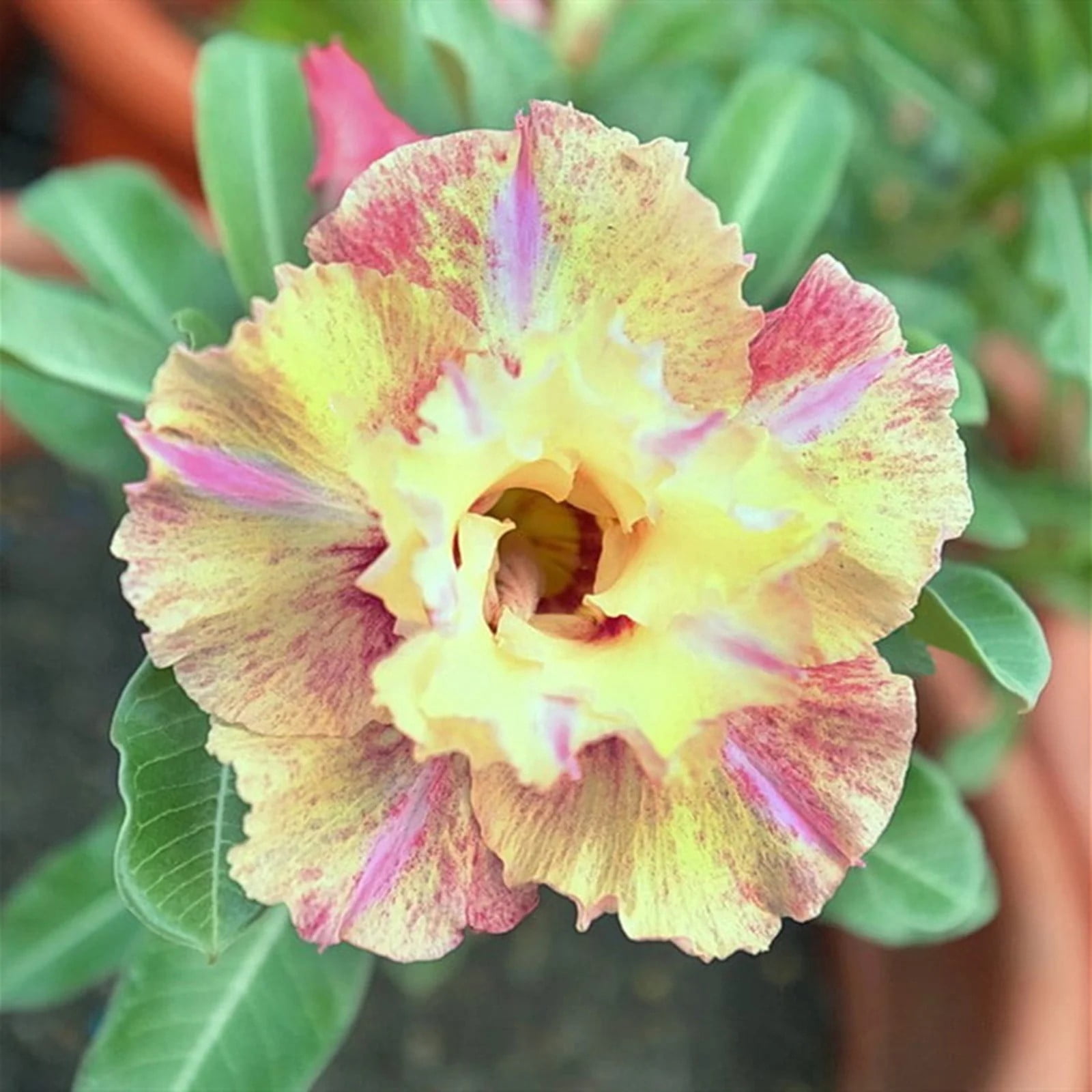 Desert Rose Rhizom Planting Bulbs Ornamental Garden Perennial Non ...
