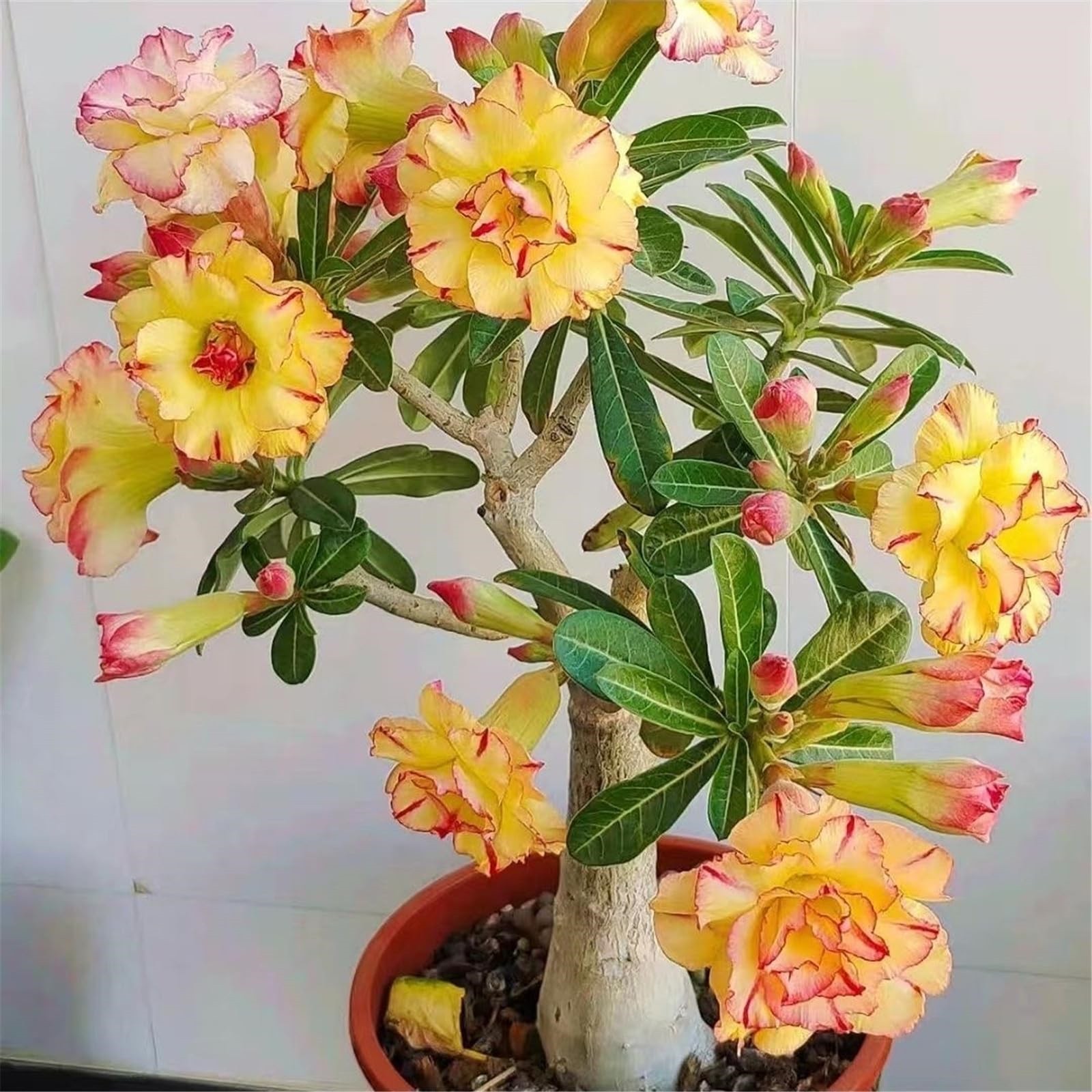 Desert Rose Rhizom Planting Bulbs Ornamental Garden Perennial Seedless ...