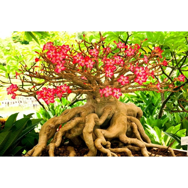 Desert Rose Bonsai Seeds | 10 Pack | Adenium Obesum | Multicolored ...