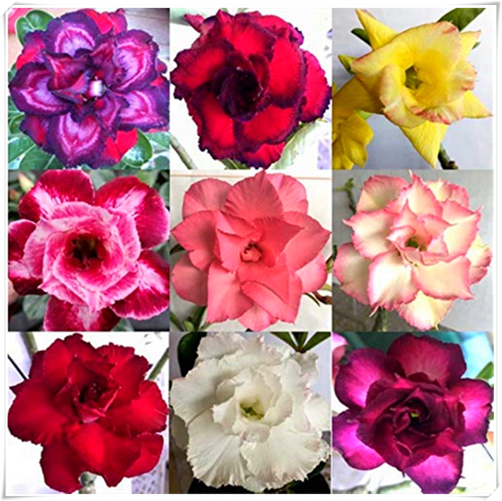 Desert Rose Surprise to Grow Pots to Grow Fall or Spring Indoor or ...