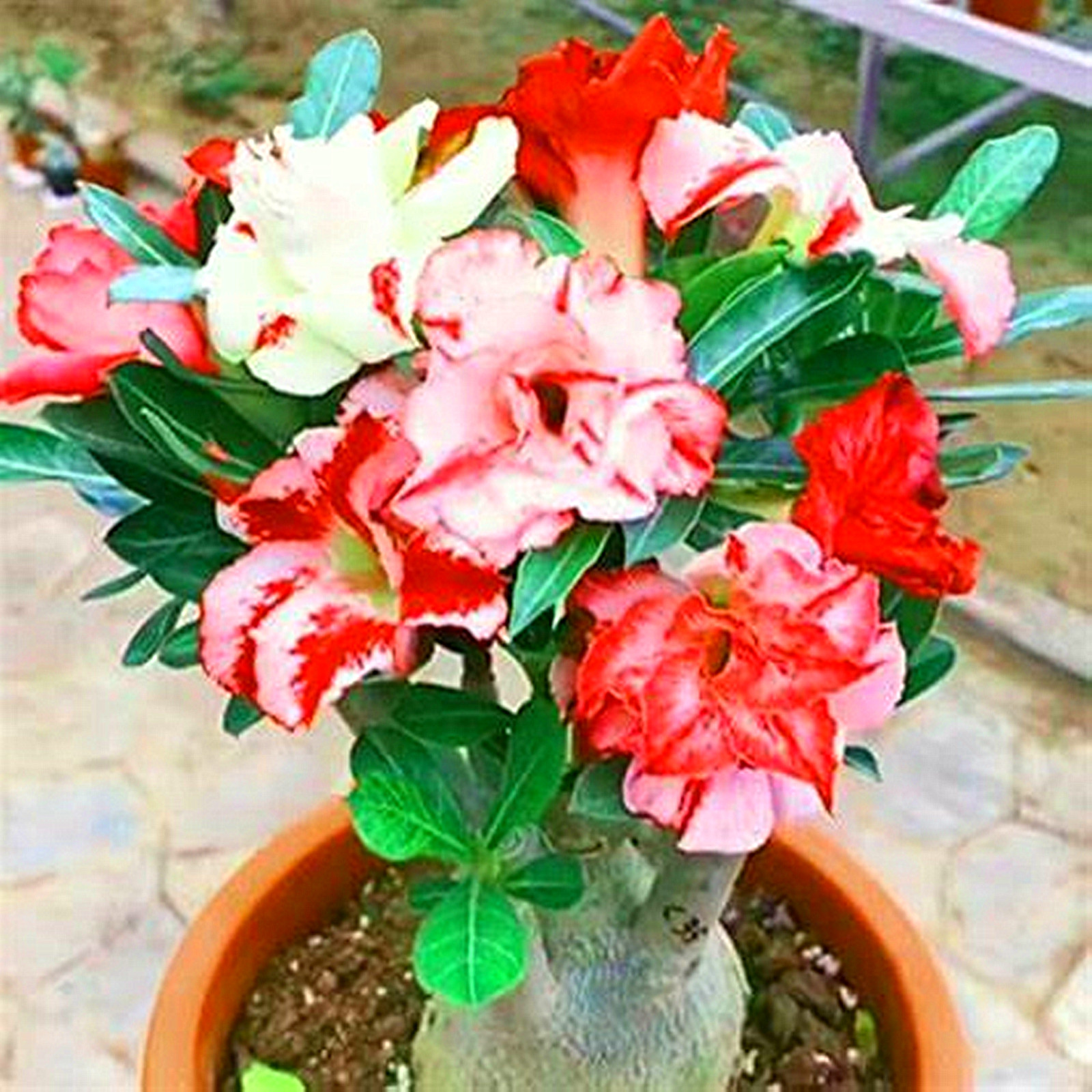 Desert Rose Surprise to Grow Pots to Grow Fall or Spring Indoor or ...