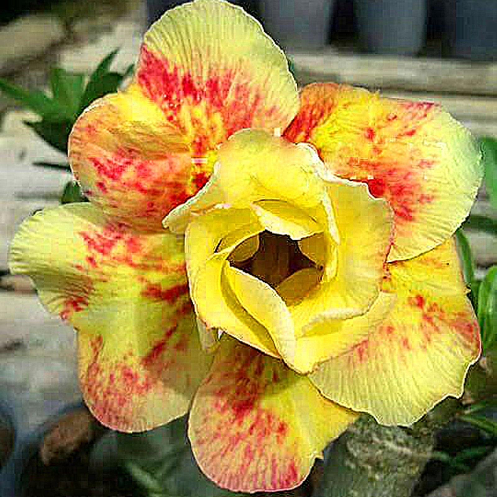 Desert Rose Surprise to Grow Pots to Grow Fall or Spring Indoor or ...