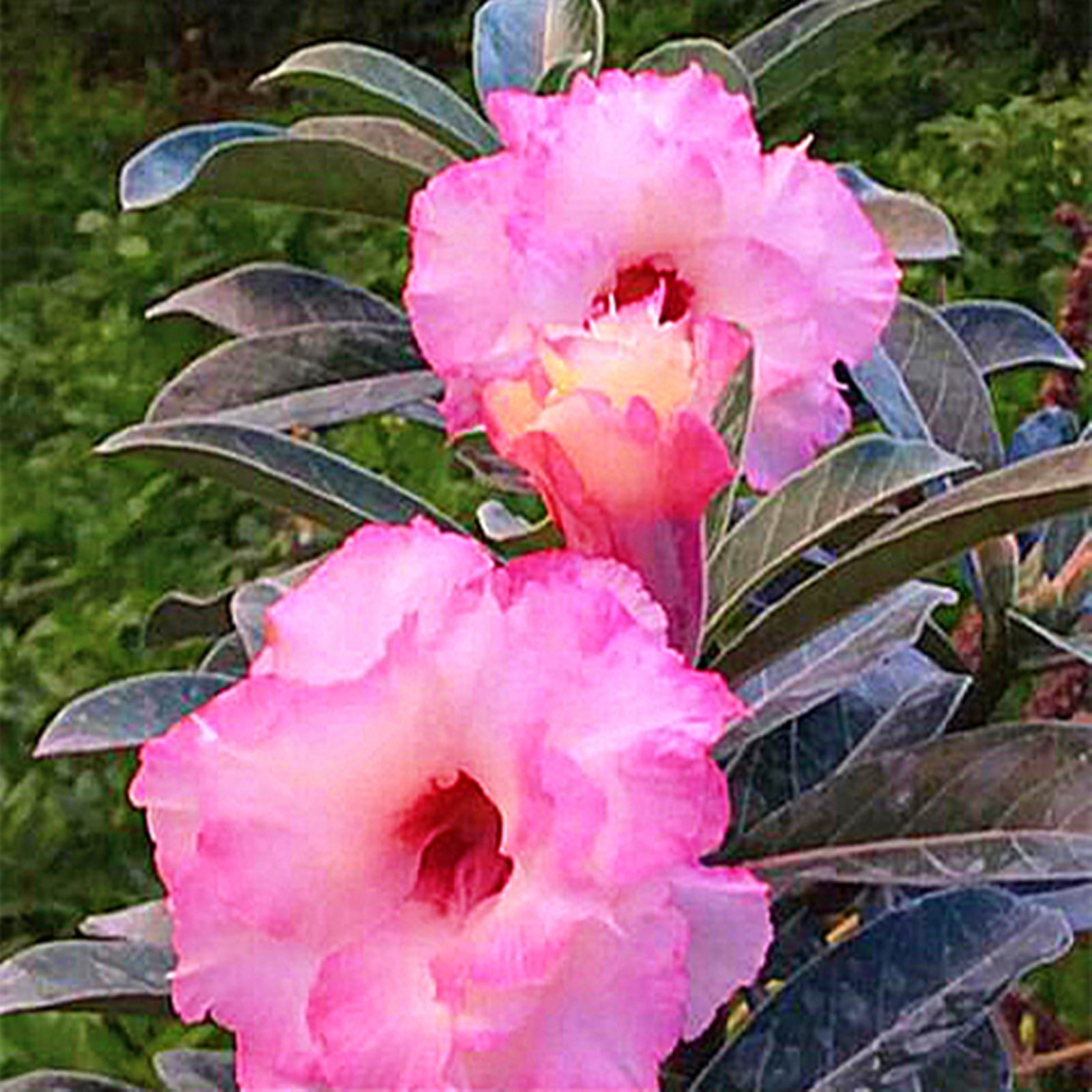 Desert Rose Surprise to Grow Pots to Grow Fall or Spring Indoor or ...