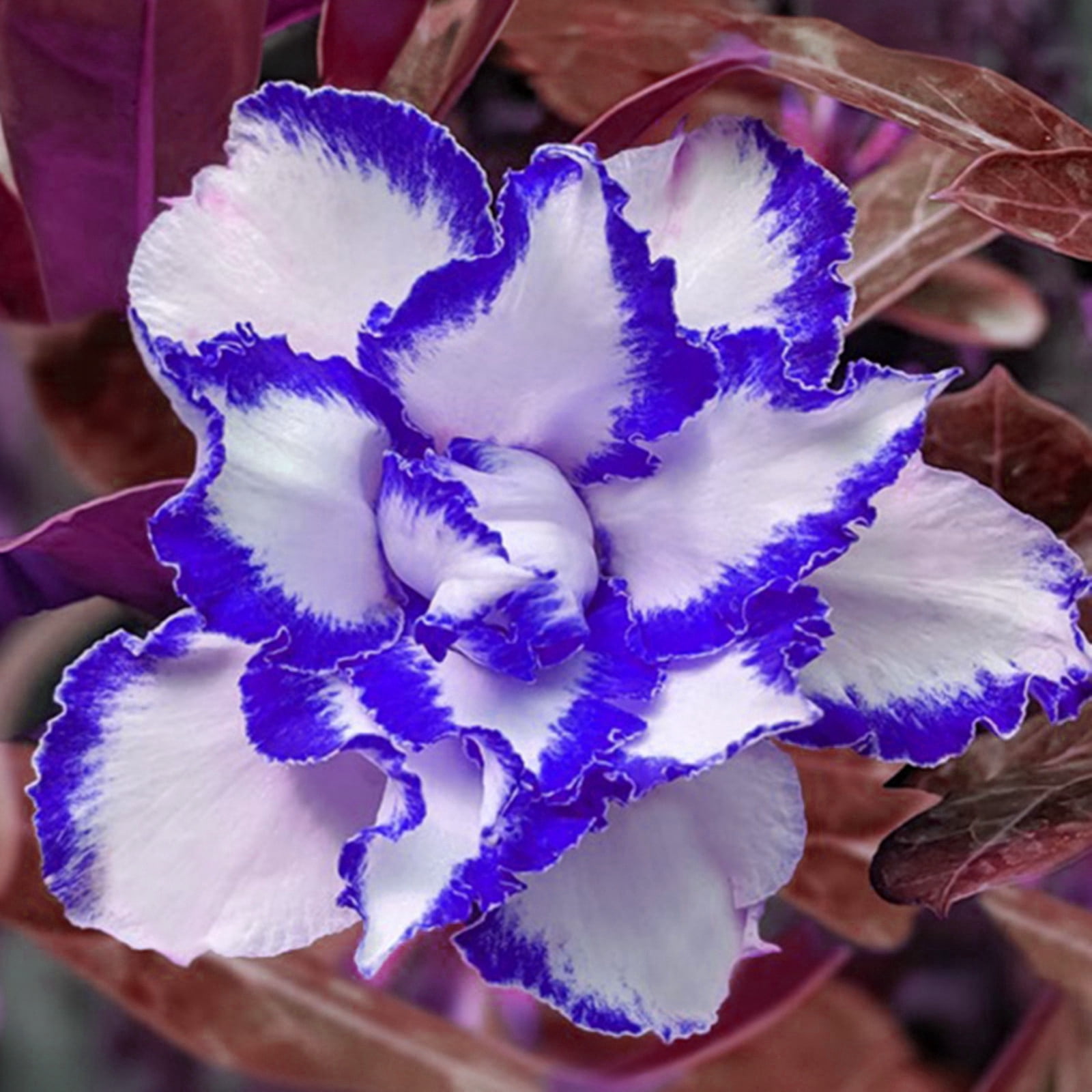 Desert Rose Surprise to Grow Pots to Grow Fall or Spring Indoor or ...