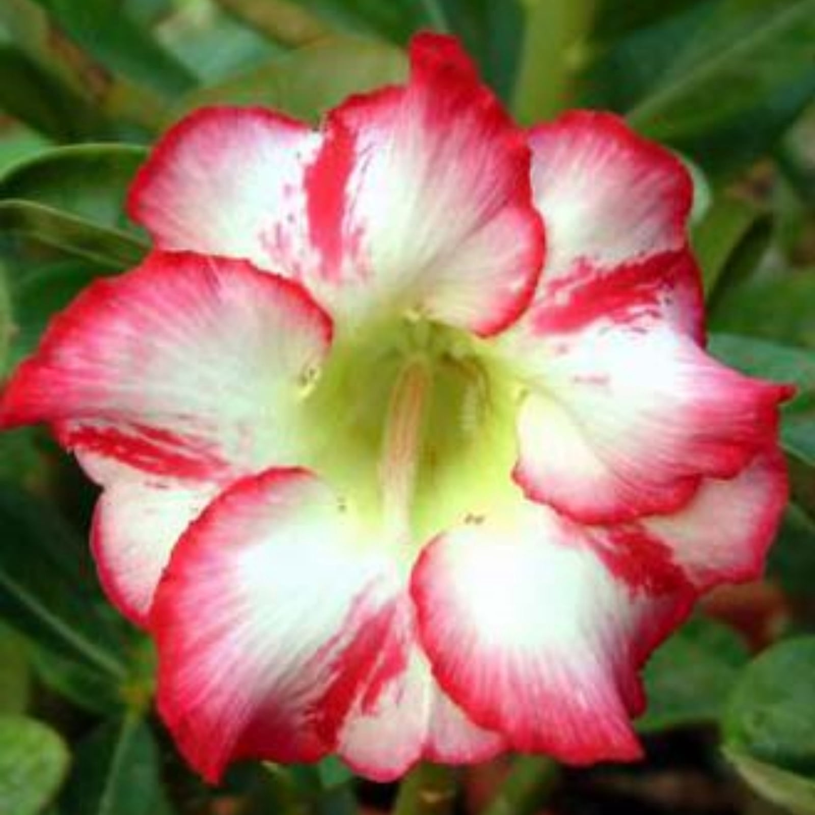 Desert Rose. Unique shape - gorgeous flowering period - easy ...