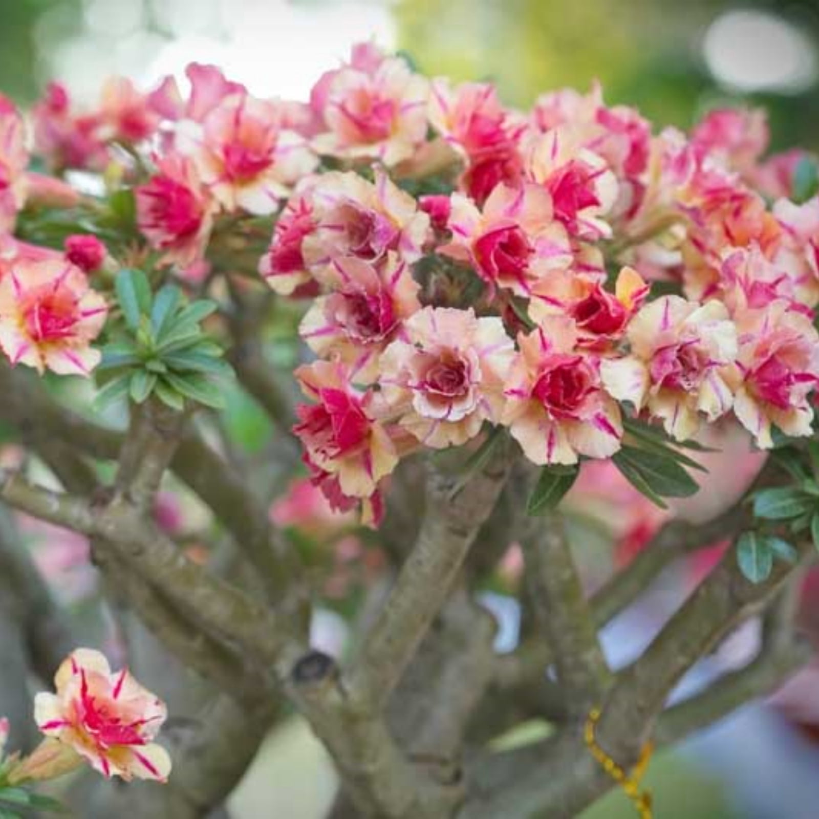 Desert Rose. Unique shape - gorgeous flowering period - easy ...