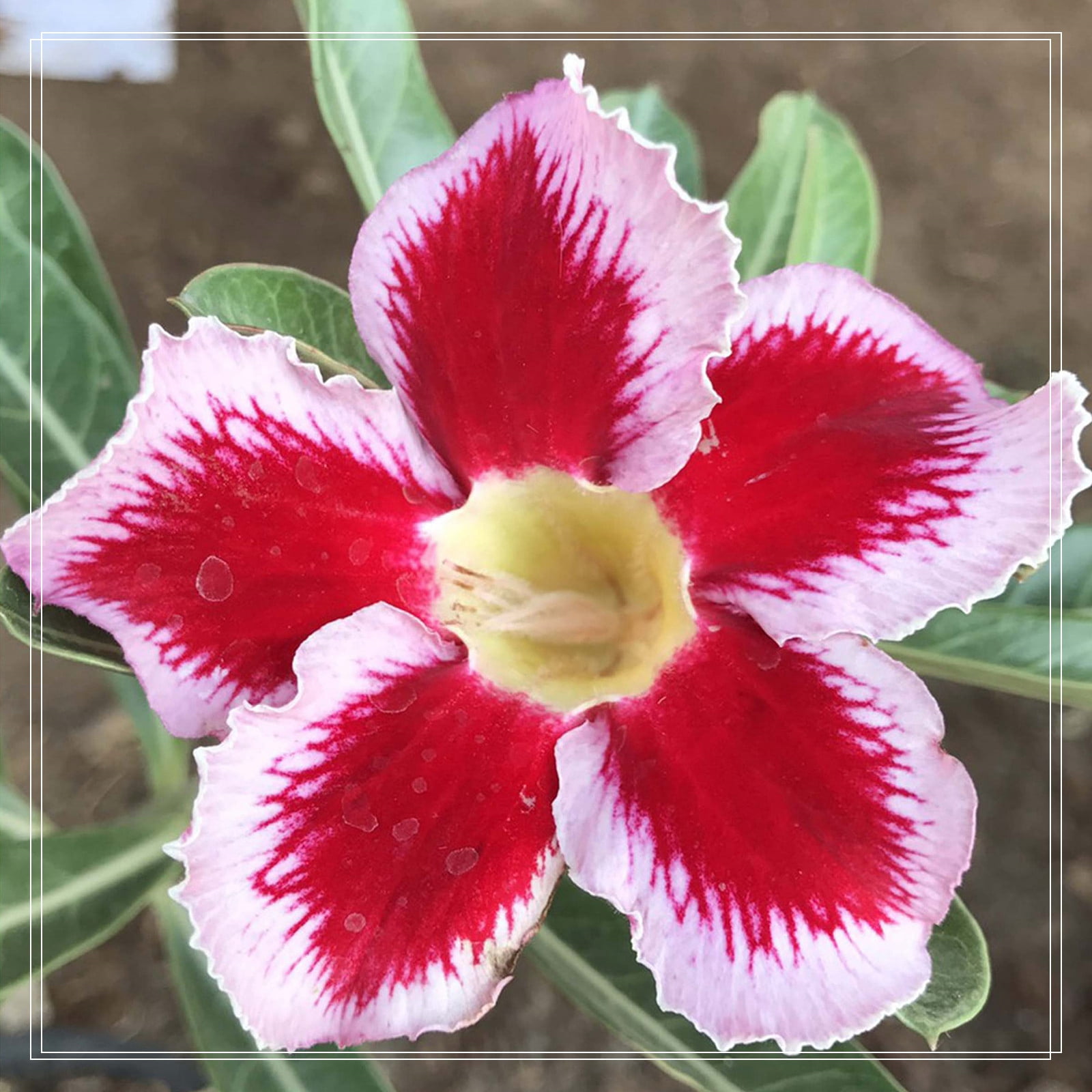 (Desert Rose Wonderful Large )Desert Rose Bulk Enjoyable Perennial ...