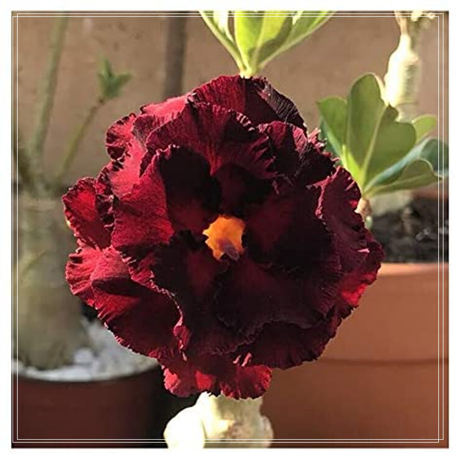 (Desert Rose Wonderful Large )Desert Rose Bulk Enjoyable Perennial ...