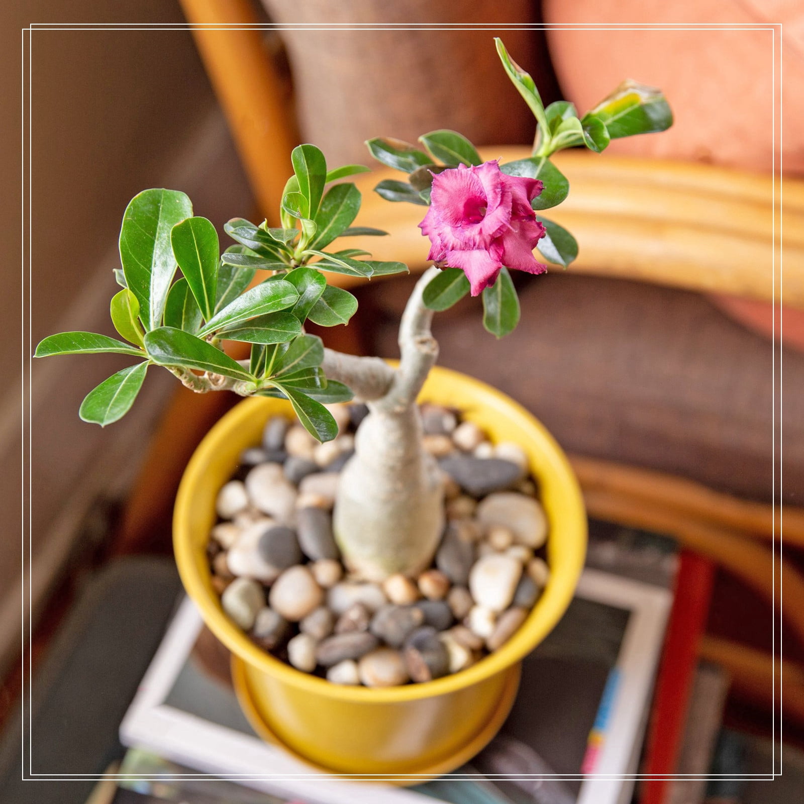 (Desert Rose Wonderful Large )Desert Rose Bulk Enjoyable Perennial ...