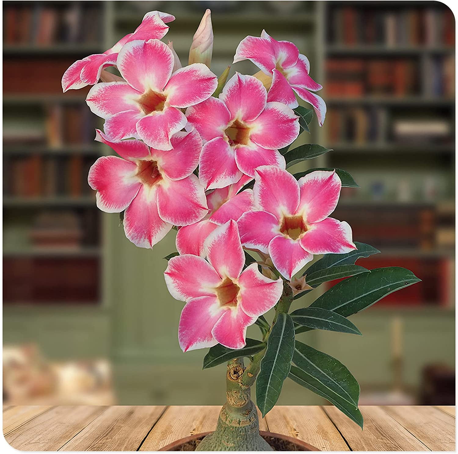 Desert Rose plant, - Beautiful Holiday Décor，Blooms - Easy Care,No ...