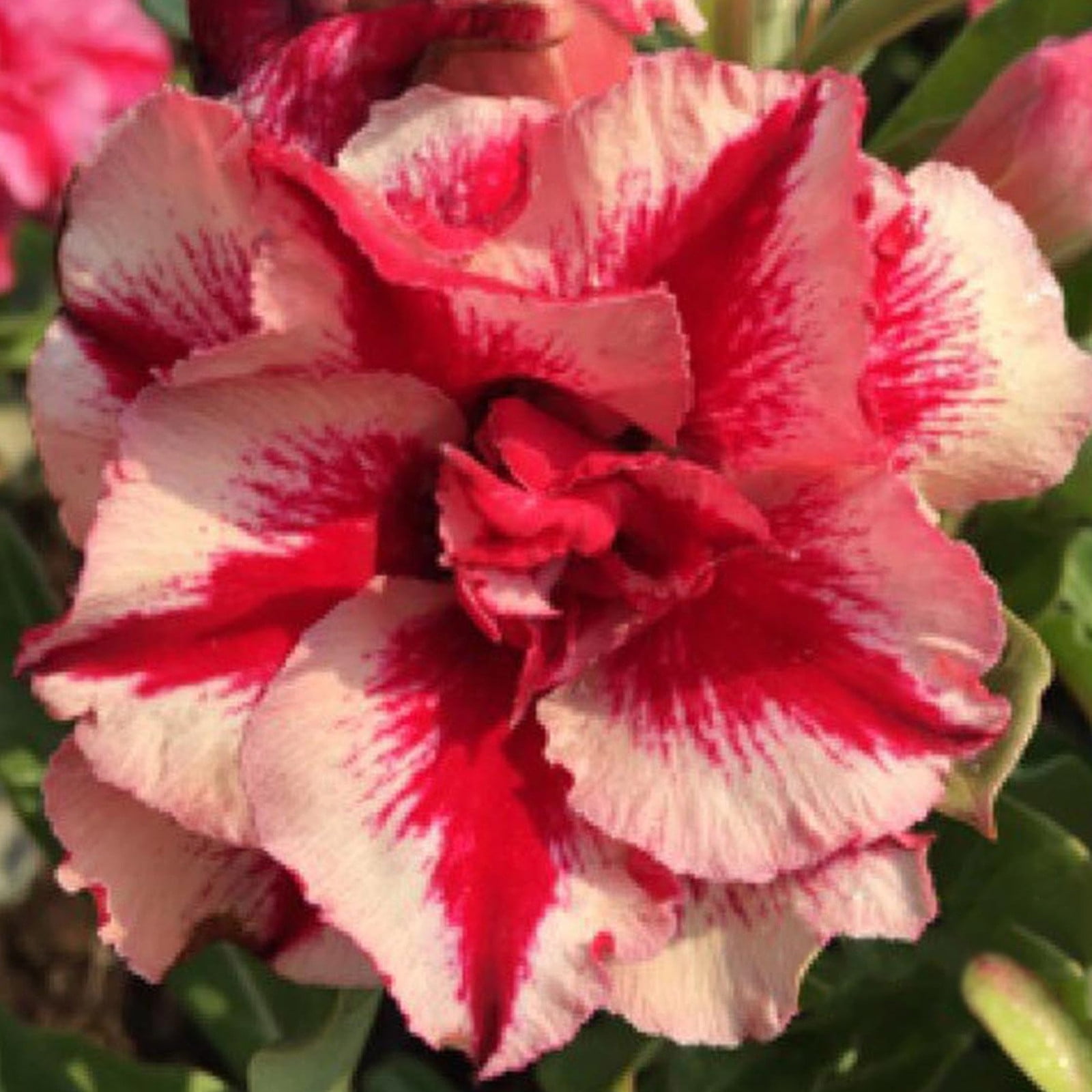 Desert Rose plant, - Beautiful Holiday Décor，Blooms - Easy Care,No ...