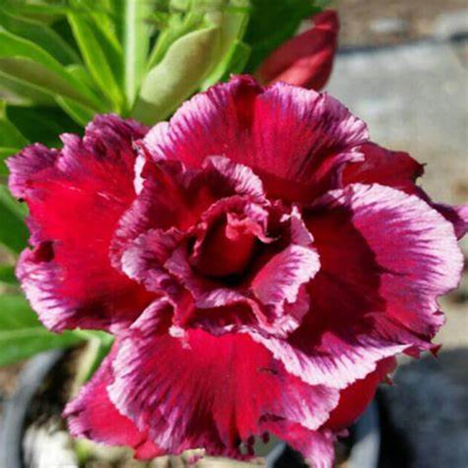 Desert Rose plant, - Beautiful Holiday Décor，Blooms - Easy Care,No ...
