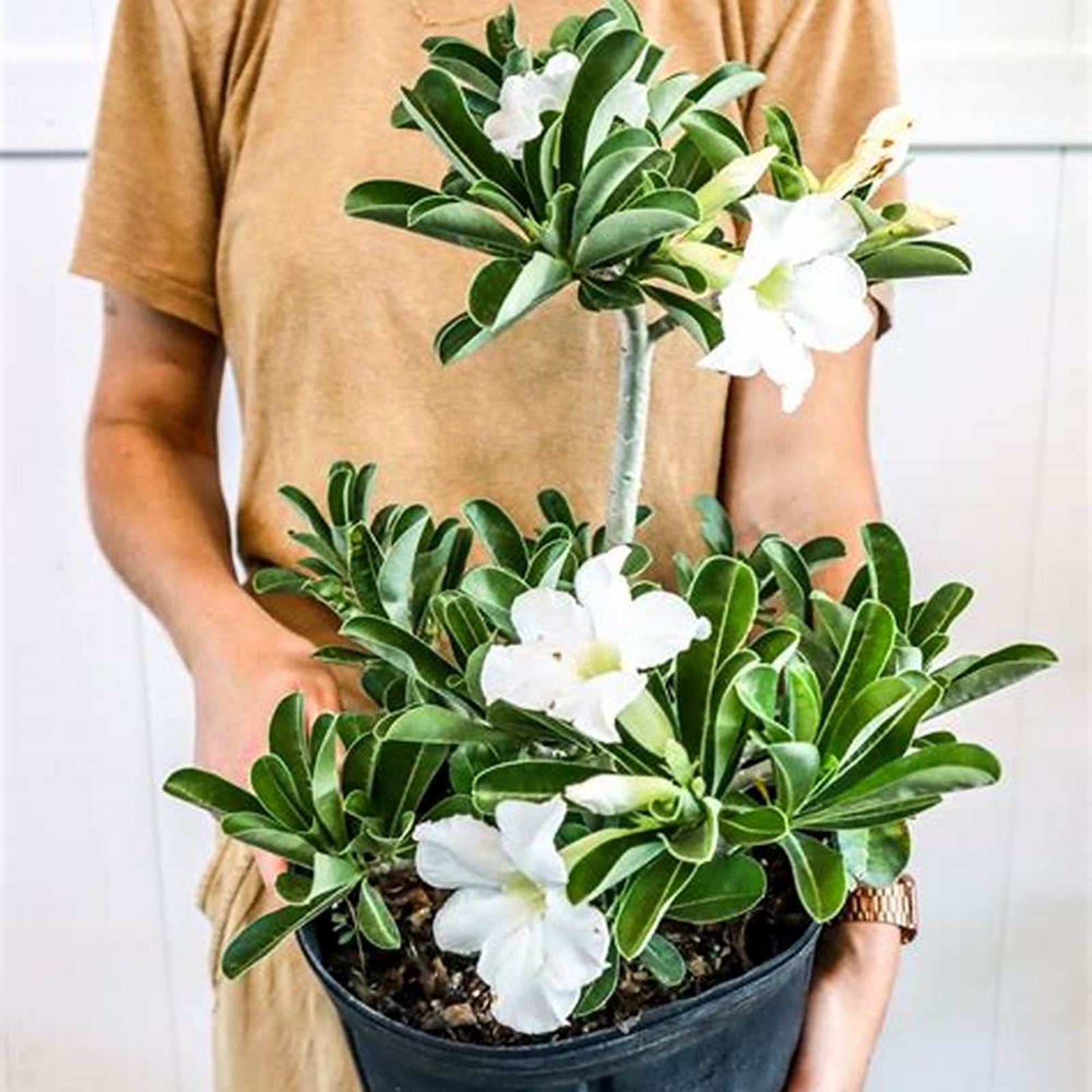 Desert Rose plant, Rhizome Easy to Grow & Maintain, Produce Vibrant ...