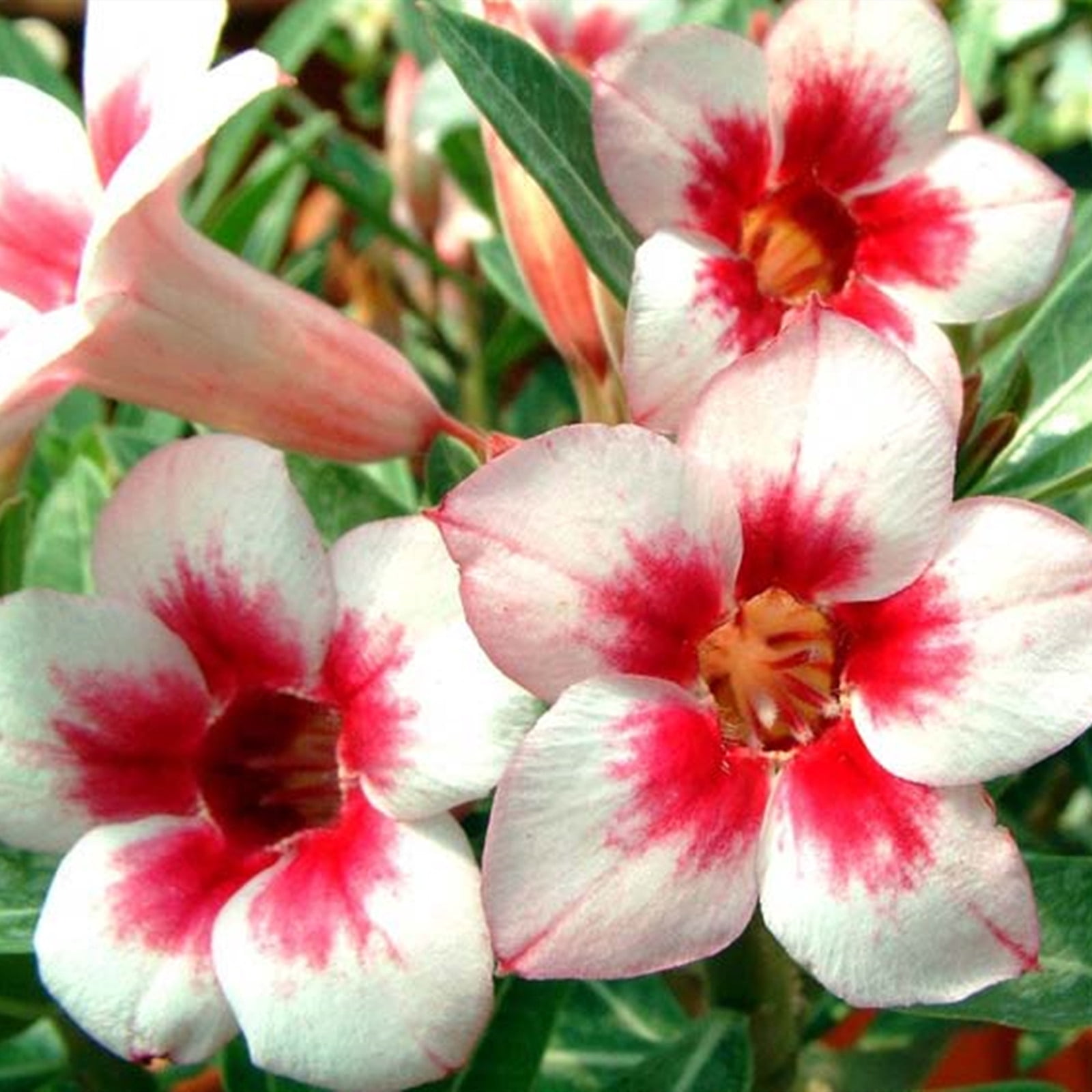 Desert Rose plant, Rhizome Easy to Grow & Maintain, Produce Vibrant ...
