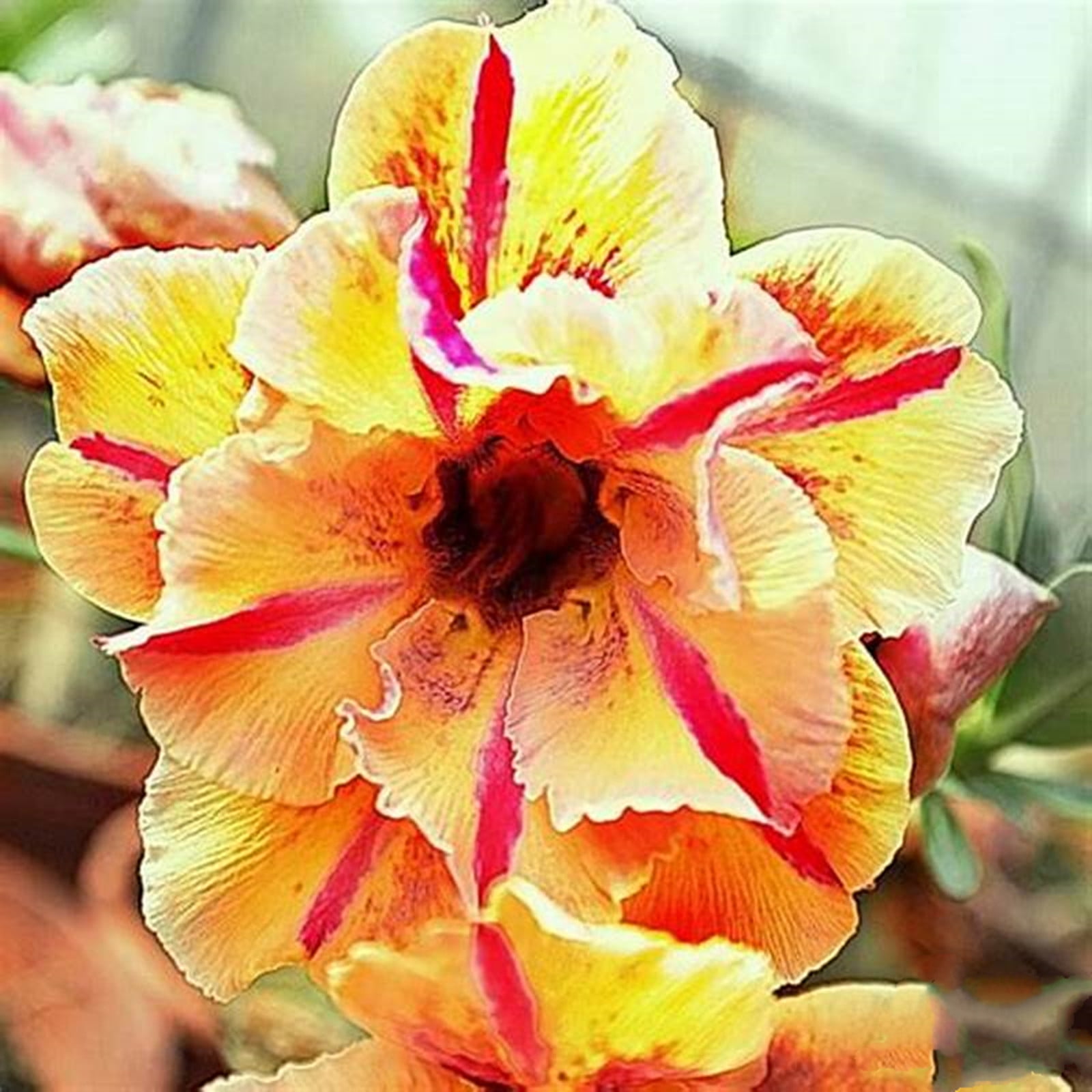 Desert Rose plant, Rhizome Easy to Grow & Maintain, Produce Vibrant ... Desert Rose plant, Rhizome Easy to Grow & Maintain, Produce Vibrant ...