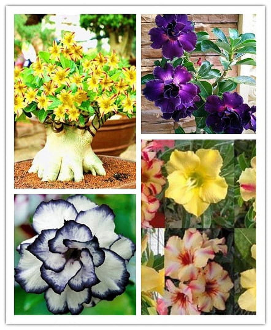 Desert Rose plant, Rhizome Easy to Grow & Maintain, Produce Vibrant ...