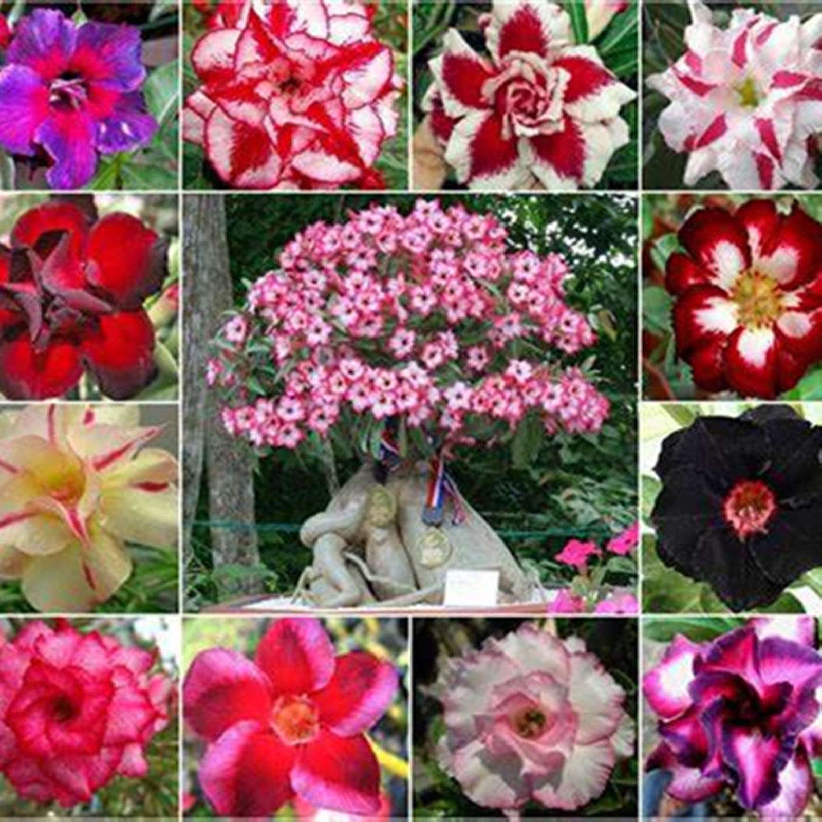 Desert Rose plant, Rhizome Easy to Grow & Maintain, Produce Vibrant ...