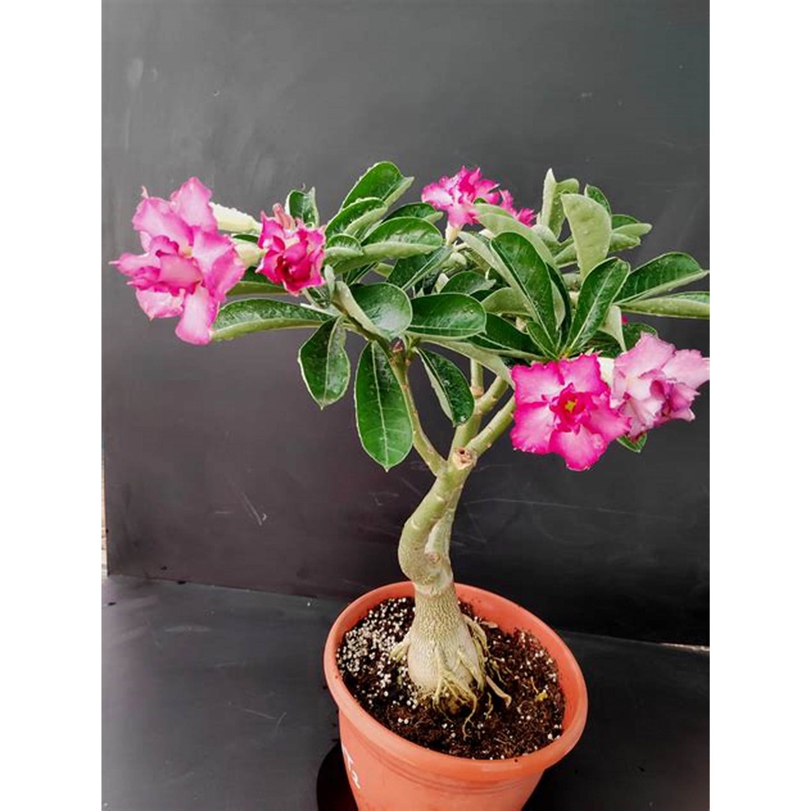 Desert Rose plant, Rhizome Easy to Grow & Maintain, Produce Vibrant ...