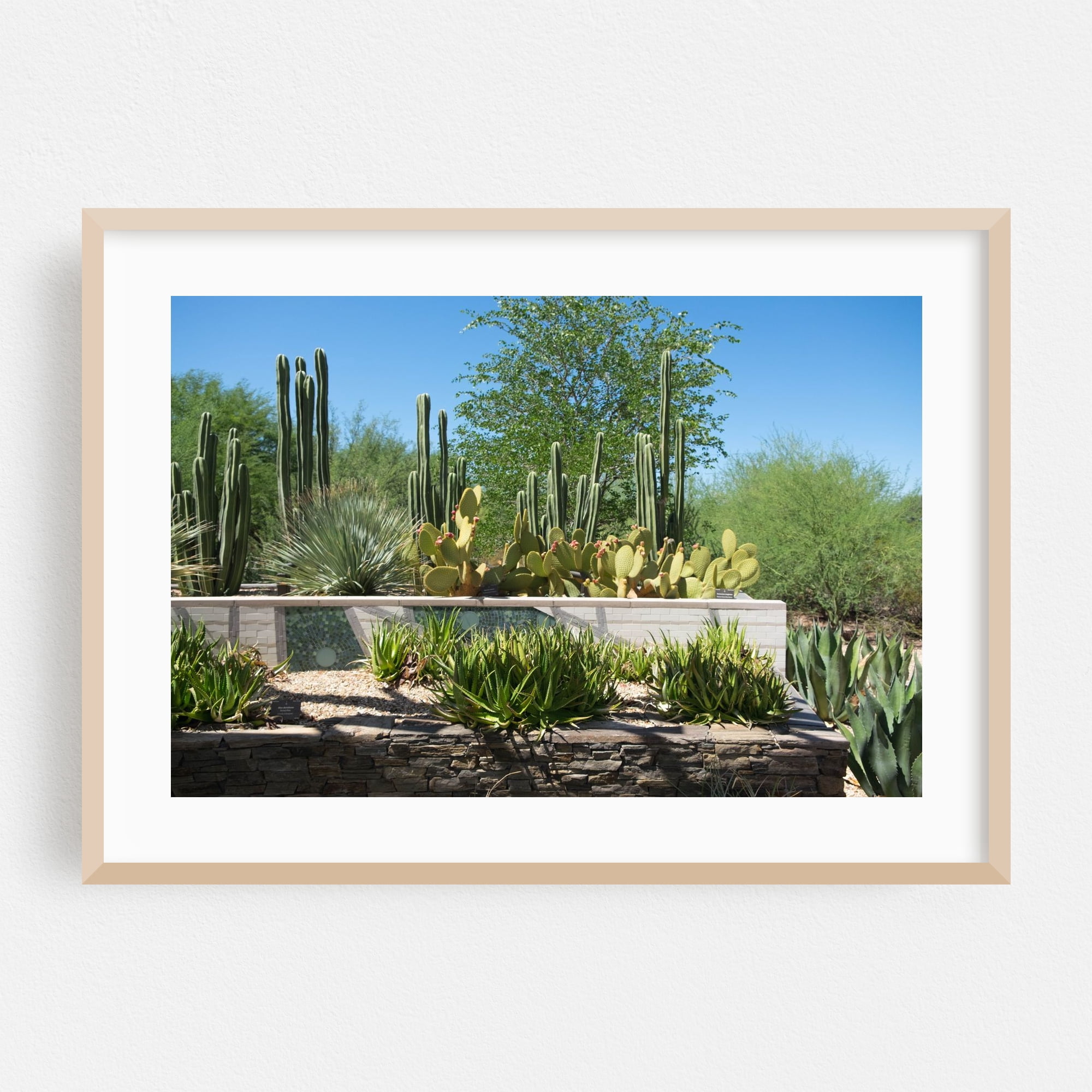 Desert Steps - Phoenix Arizona Photography Cactus Desert Botanical ...