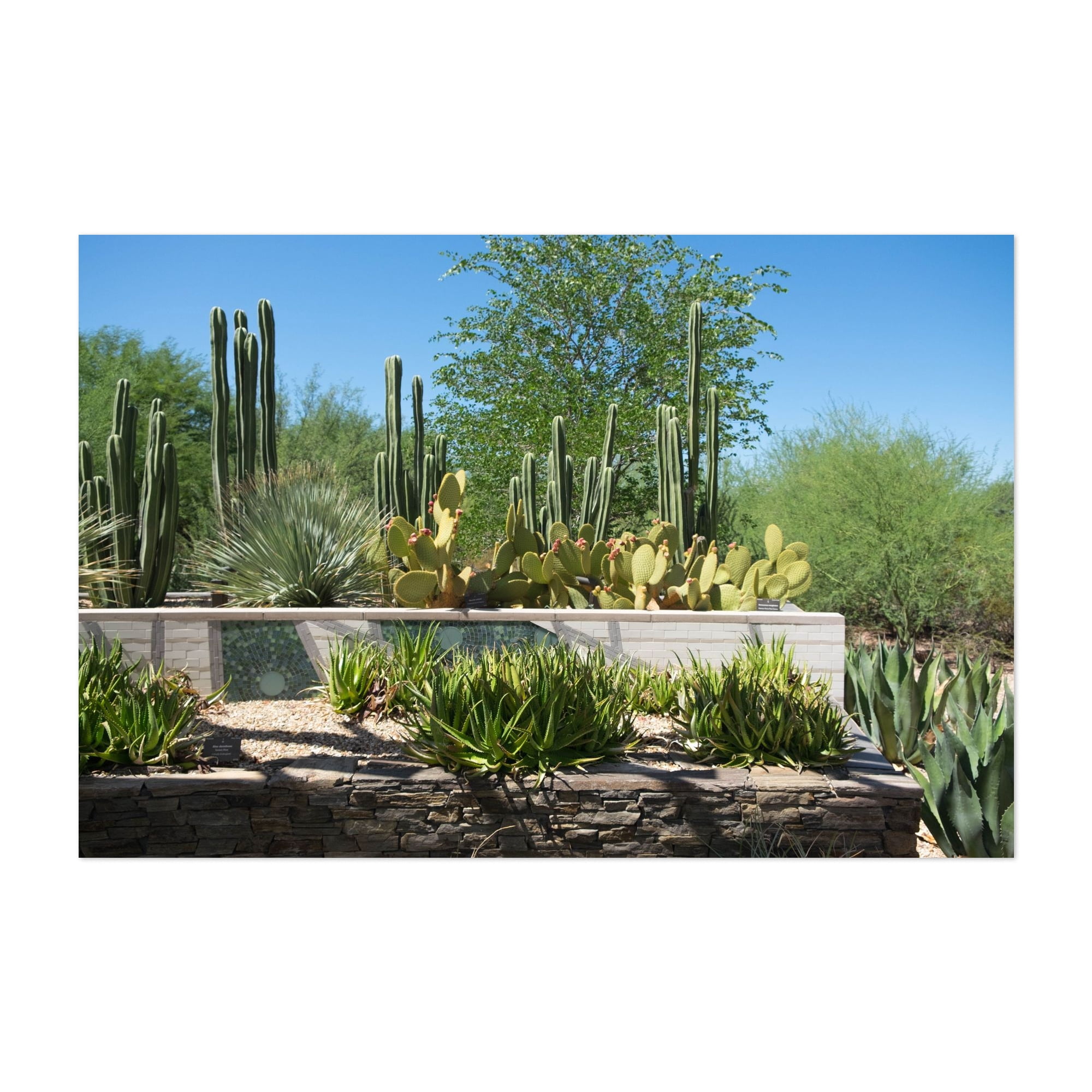 Desert Steps - Phoenix Arizona Photography Cactus Desert Botanical ...