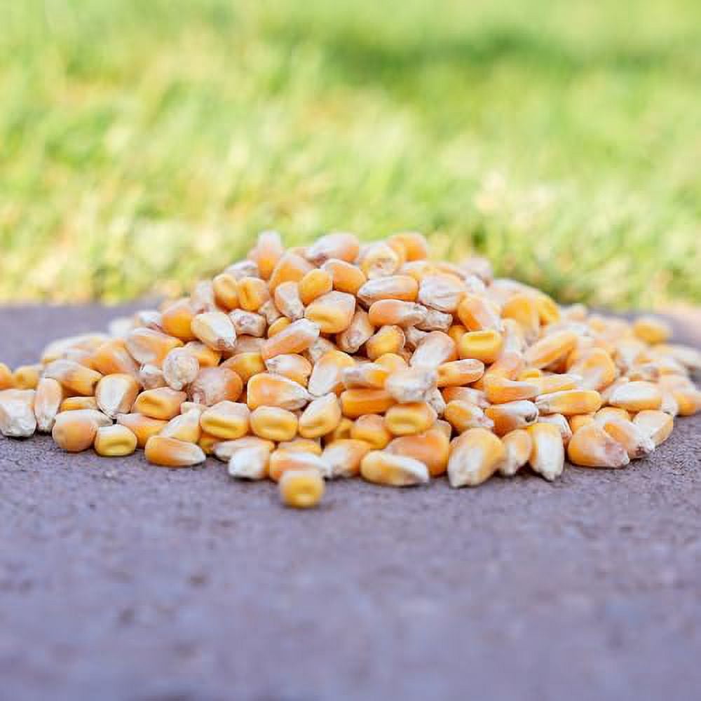 Desert Valley Whole Corn Premium Wild Bird And Wildlife Food For ...