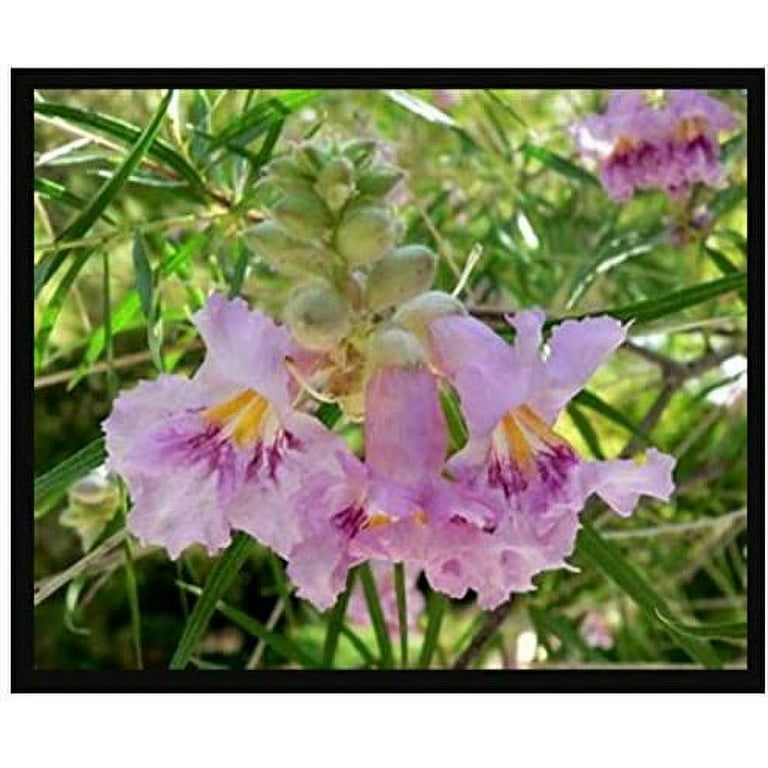 Flowering Desert Trees Shrubs | Best Flower Site