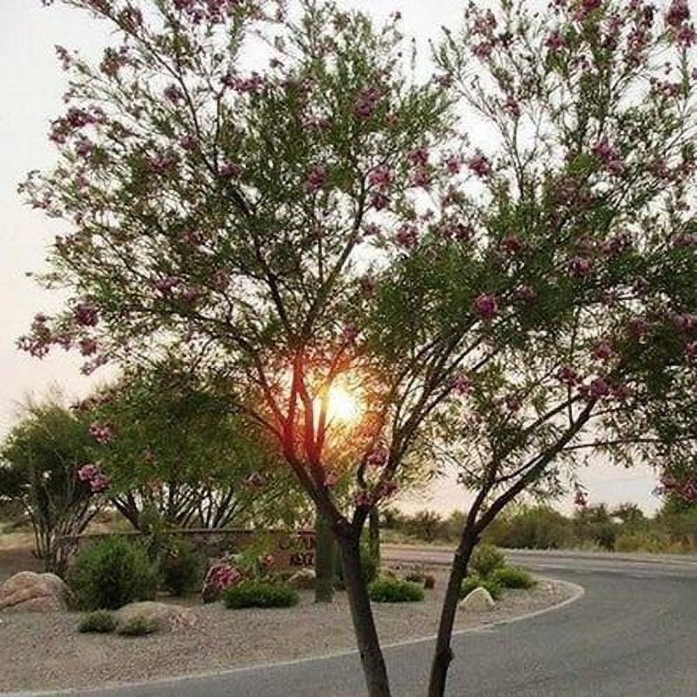 Desert Willow Tree Seeds (Chilopsis linearis) 30+Seeds - Walmart.com