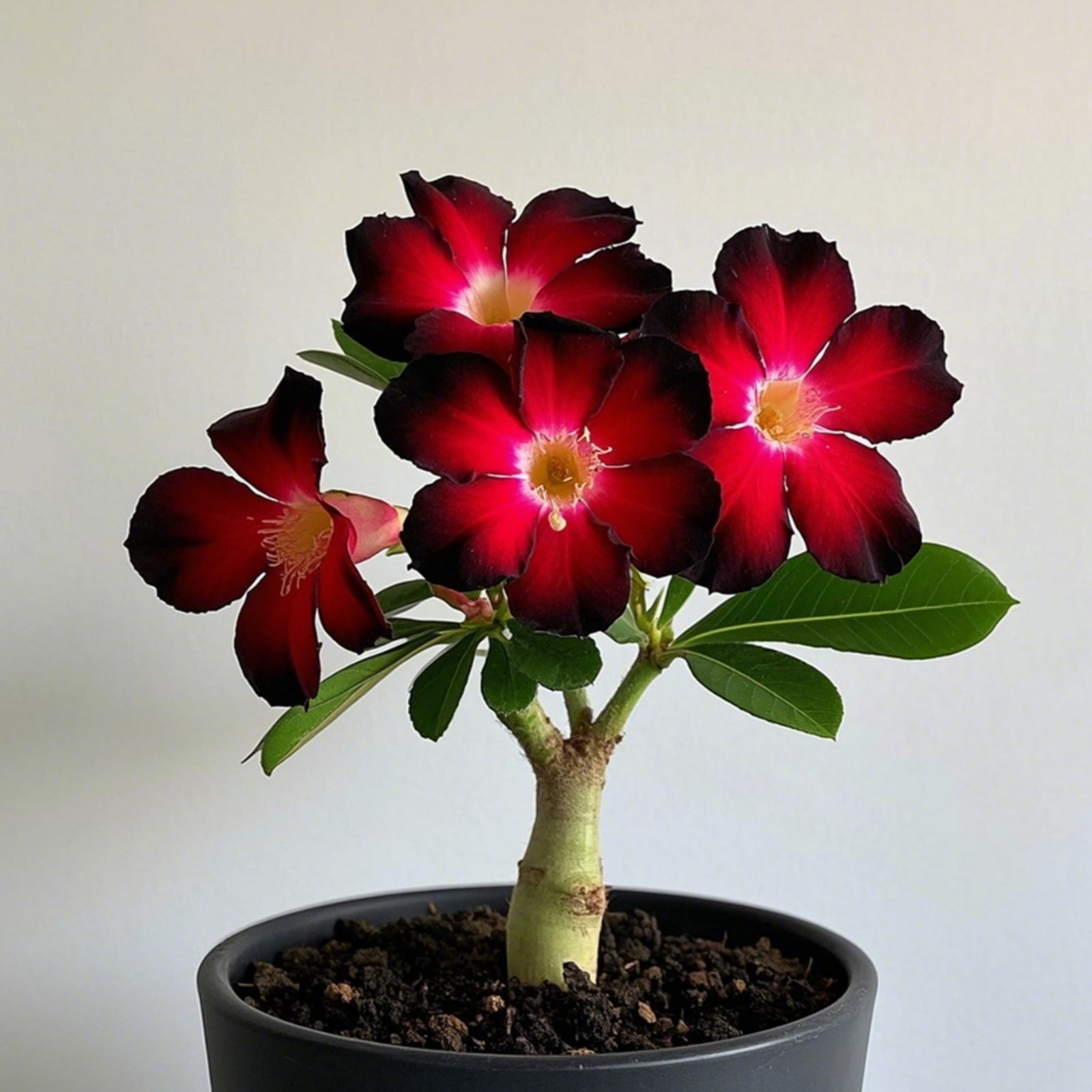 Desert rose,Bloom Year After Year,Enjoyable Perennial Garden Pots ...