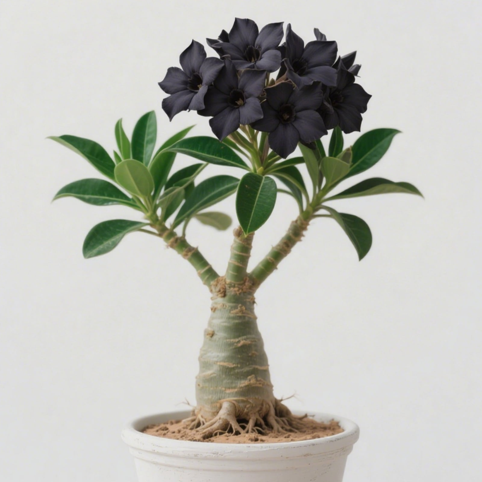 Desert rose(Bulbs)/Adenium obesum(Flower)-Enjoyable Garden Balcony Home ...